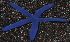 Blue Star Fish – PetStore.ae