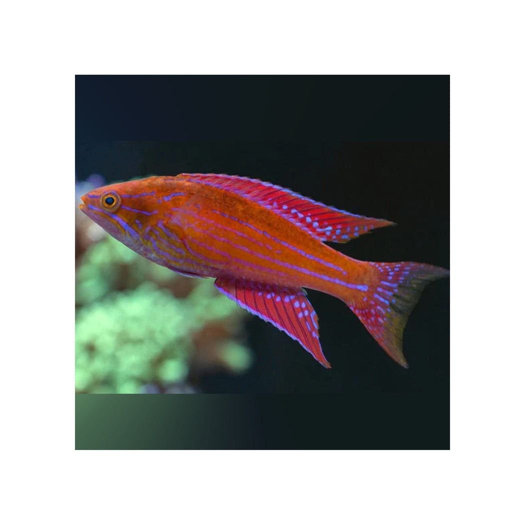 bpk-farm-live-stock-angular-flasher-wrasse-40503982948582_1024x1024.jpg ...