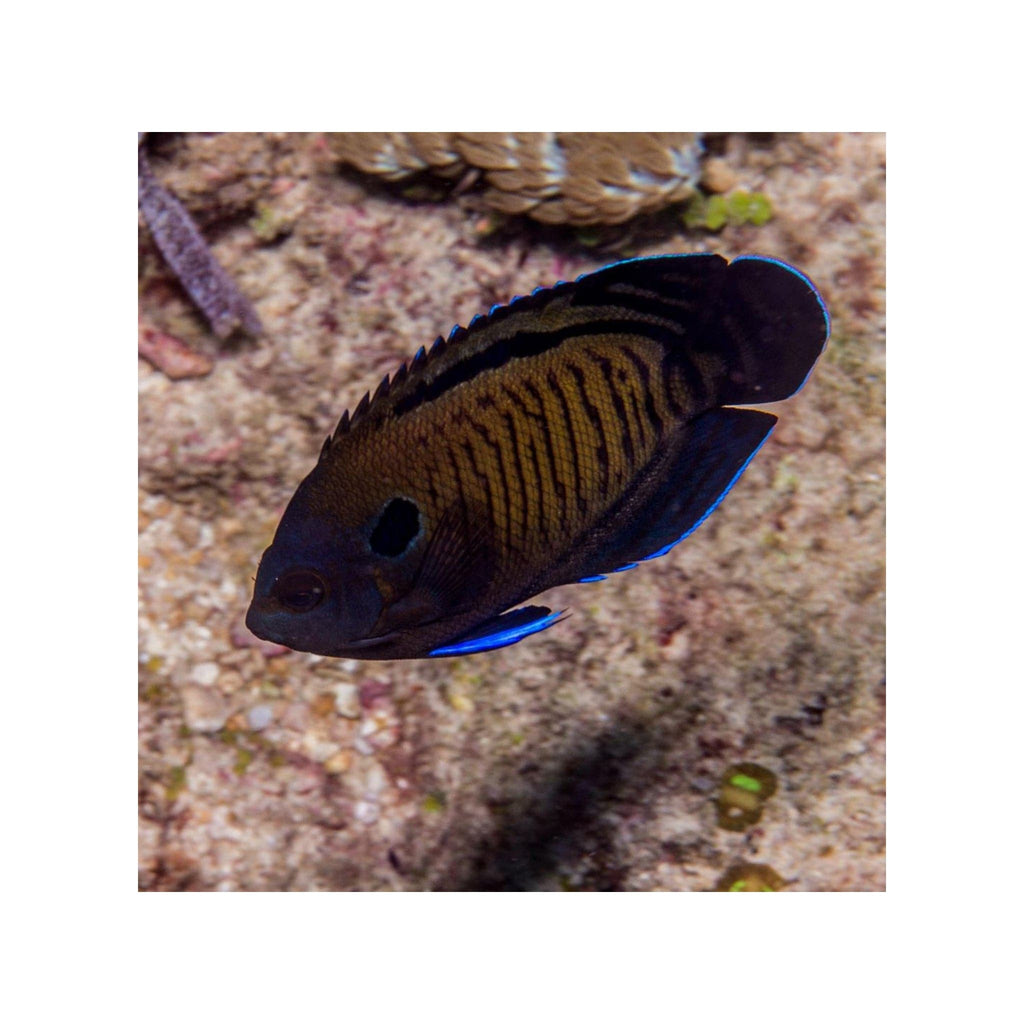 bpk-farm-live-stock-blue-fin-angel-40667117551846_1024x1024.jpg?v ...