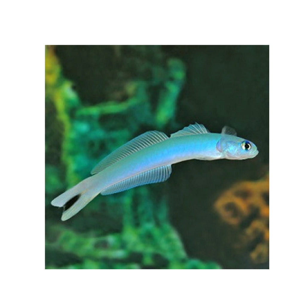 Blue Gudgeon Dartfish - (Ptereleotris heteroptera) – PetStore.ae
