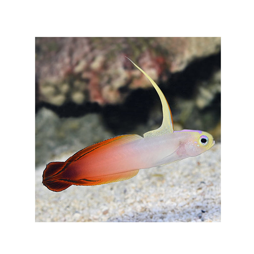 Firefish - (Nemateleotris magnifica) – PetStore.ae