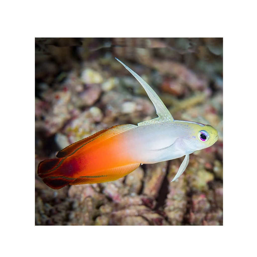 Firefish - (Nemateleotris magnifica) – PetStore.ae