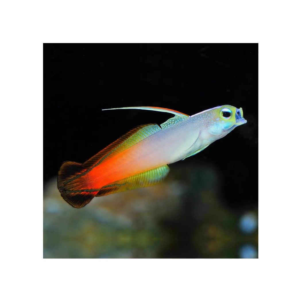 Firefish - (Nemateleotris magnifica) – PetStore.ae