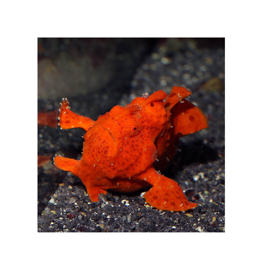 bpk-farm-live-stock-frog-fish-40473650692326_1024x1024.jpg?v=1708159582