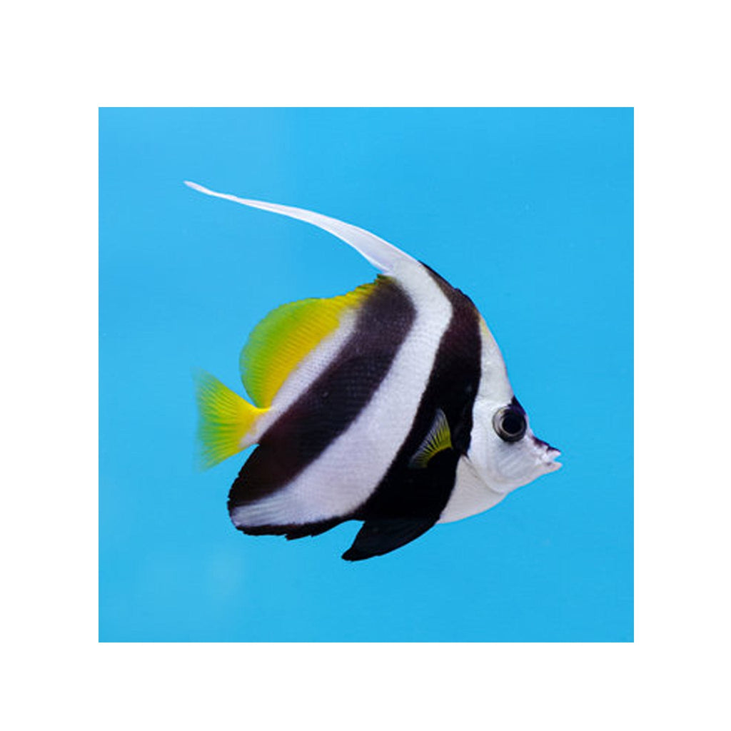 Longfin Bannerfish - (Heniochus acuminatus) – PetStore.ae