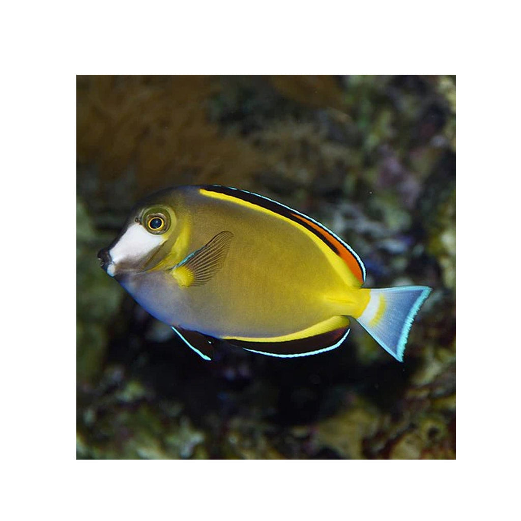 Powder Brown Tang - (Acanthurus japonicus) – PetStore.ae