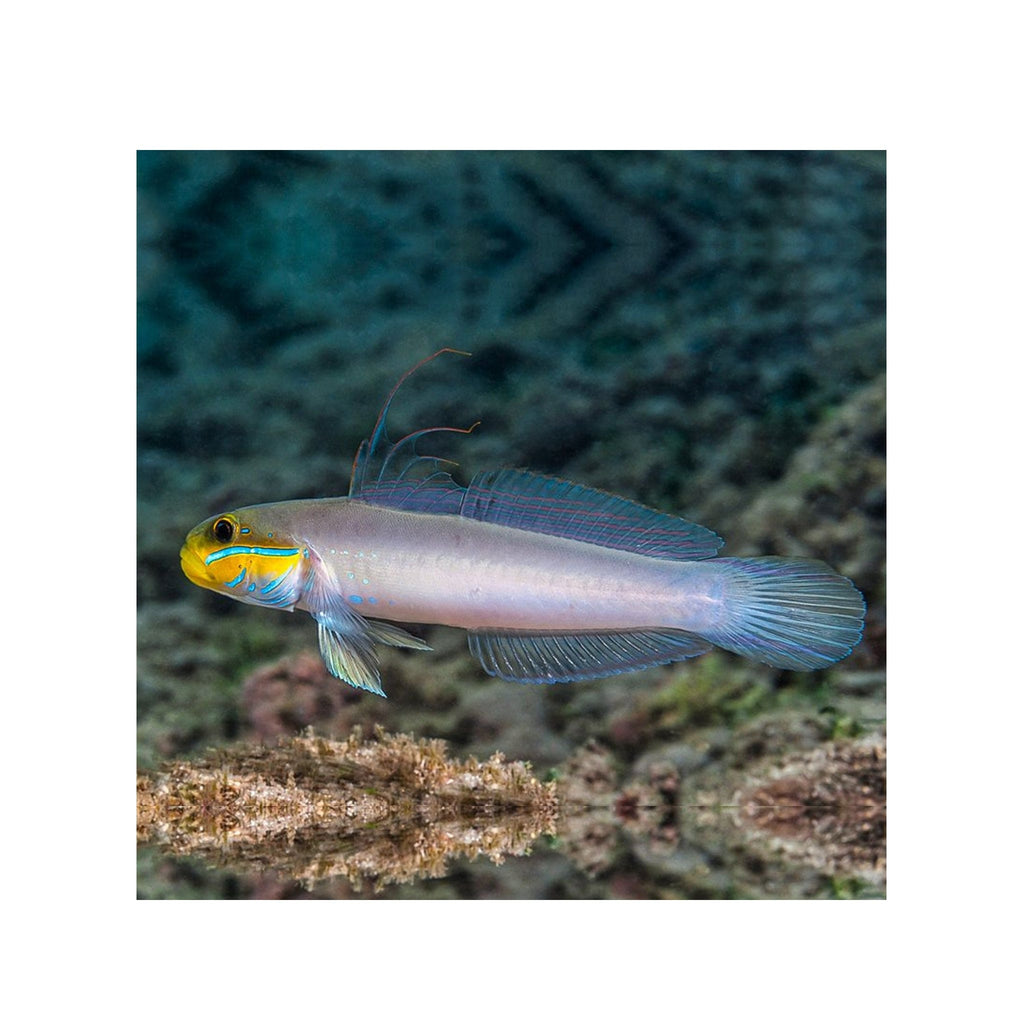Sleeper Gold Head Goby - (Valenciennea strigata) – PetStore.ae
