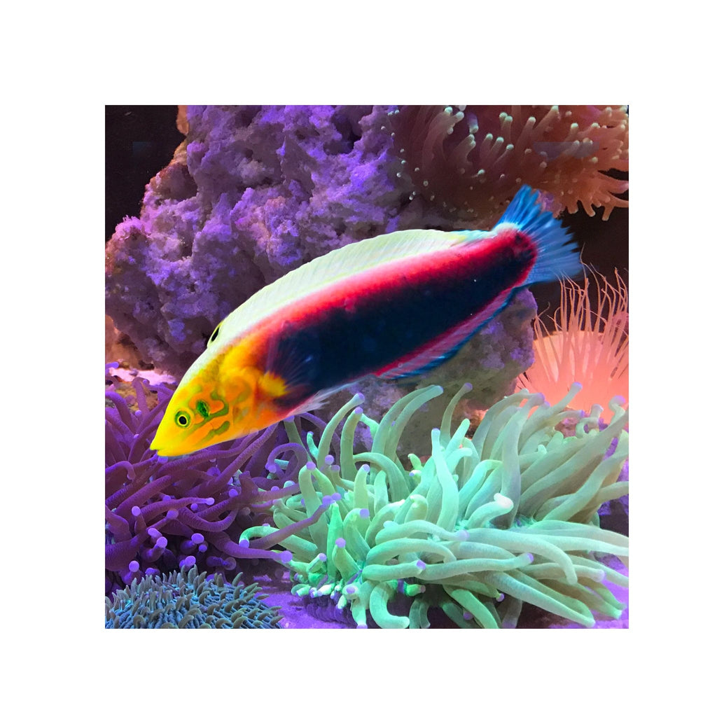 bpk-live-stock-radiant-wrasse-40474016973030_1024x1024.jpg?v=1708165342