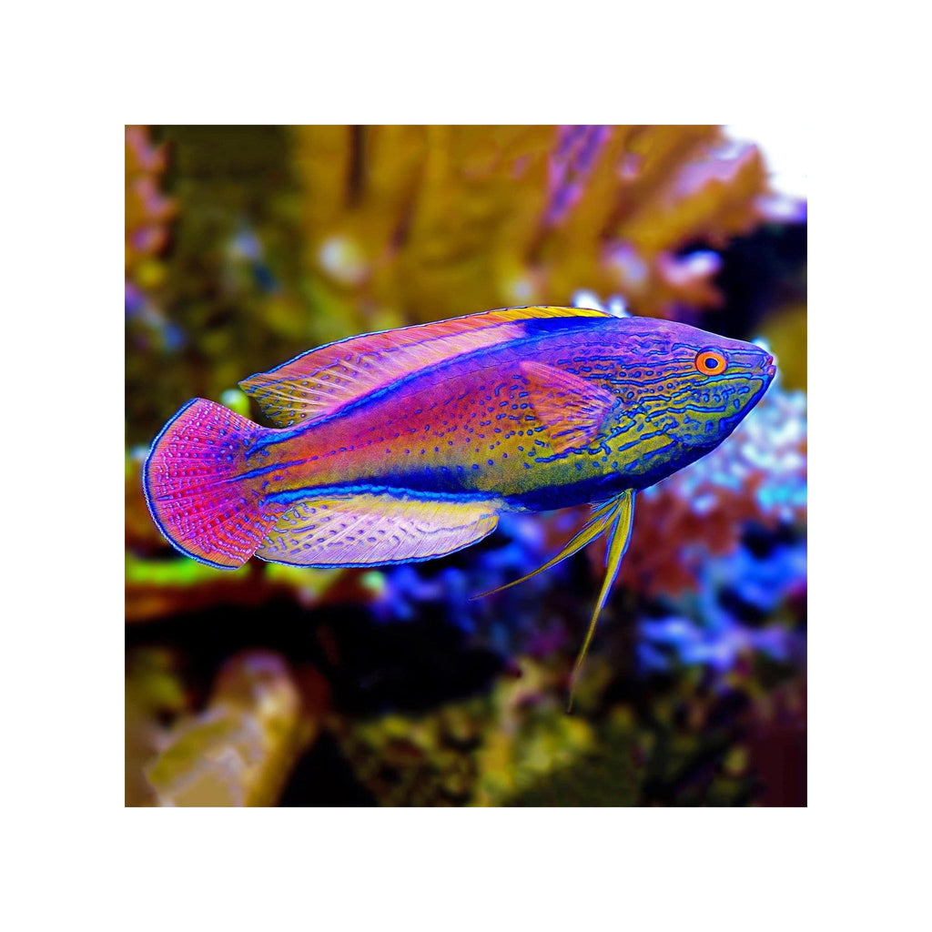 cains-live-stock-lineatus-fairy-wrasse-cirrhilabrus-lineatus ...