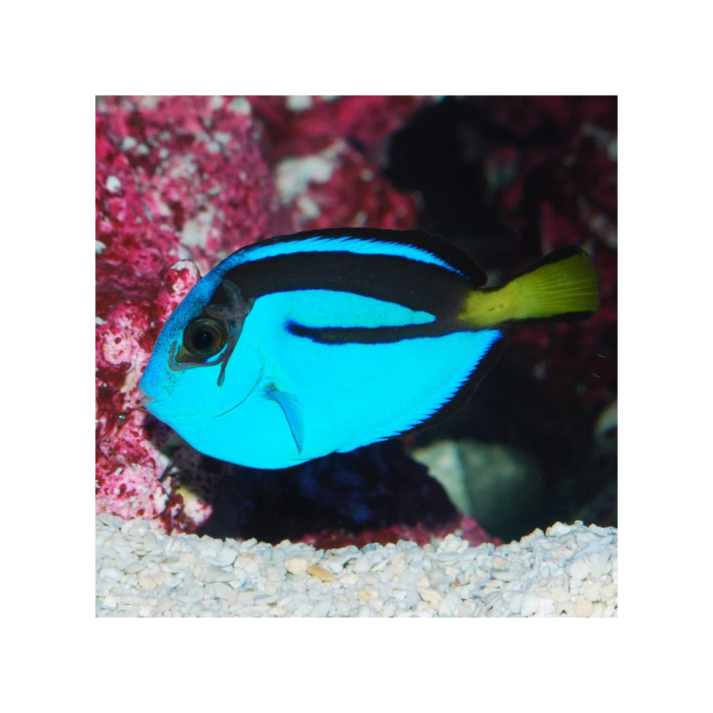 Blue Tang - (Paracanthurus hepatus) – PetStore.ae