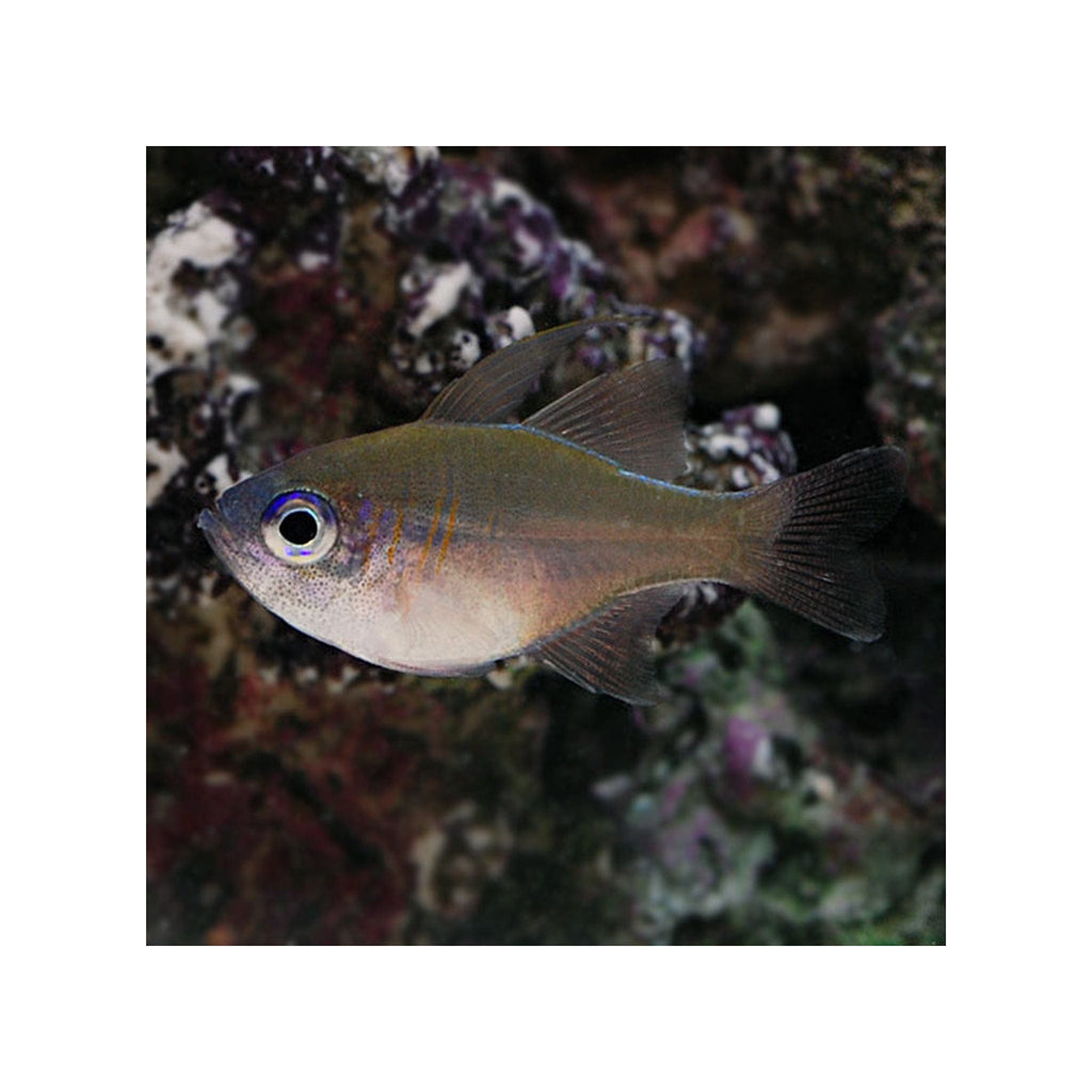 indonesia-live-stock-cardinal-apogon-leptacanthus-longspine ...