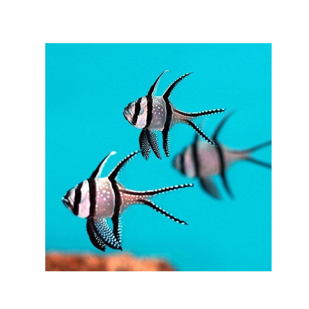 Cardinal Fish Threadfin Cardinalfish | Fast Delivery Abyss Aquatics UK