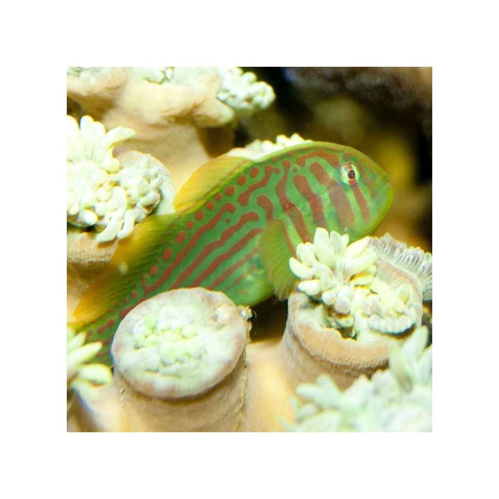 indonesia-live-stock-goby-gobiodon-rivulatus-blue-spotted-coral-goby ...