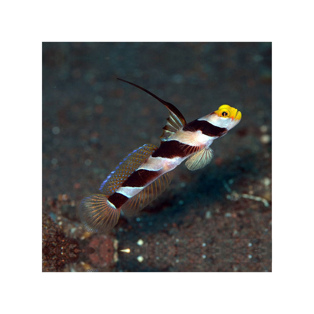 Hi Fin Red Banded Goby - (Stonogobiops nematodes) – PetStore.ae