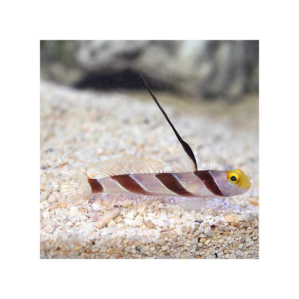 Hi Fin Red Banded Goby - (Stonogobiops nematodes) – PetStore.ae