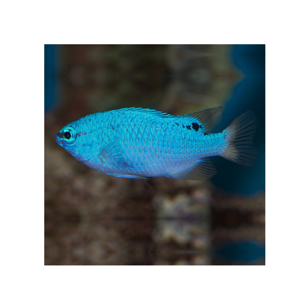 indonesia-live-stock-pomacentrus-caeruleus-blue-damsel-40759358980326 ...