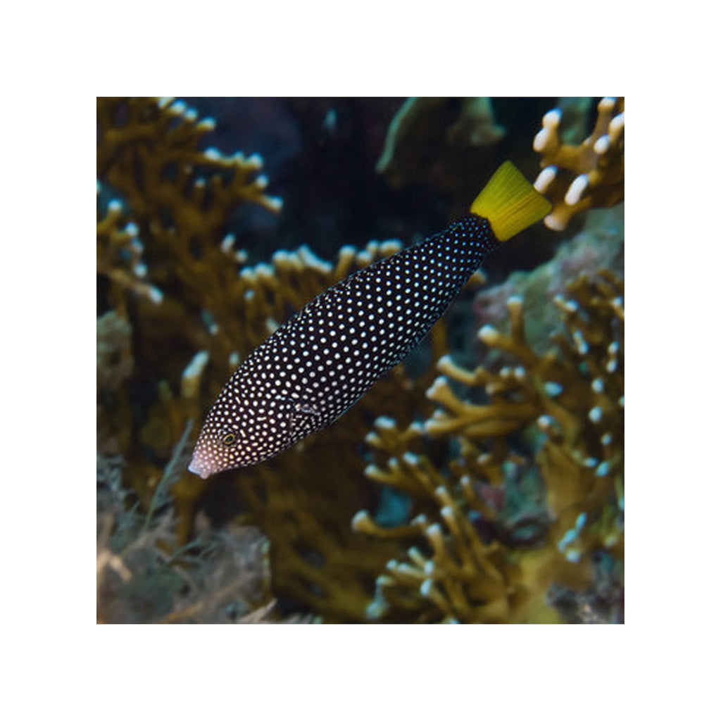 indonesia-live-stock-wrasse-yellowtail-wrasse-anampses-meleagrides ...