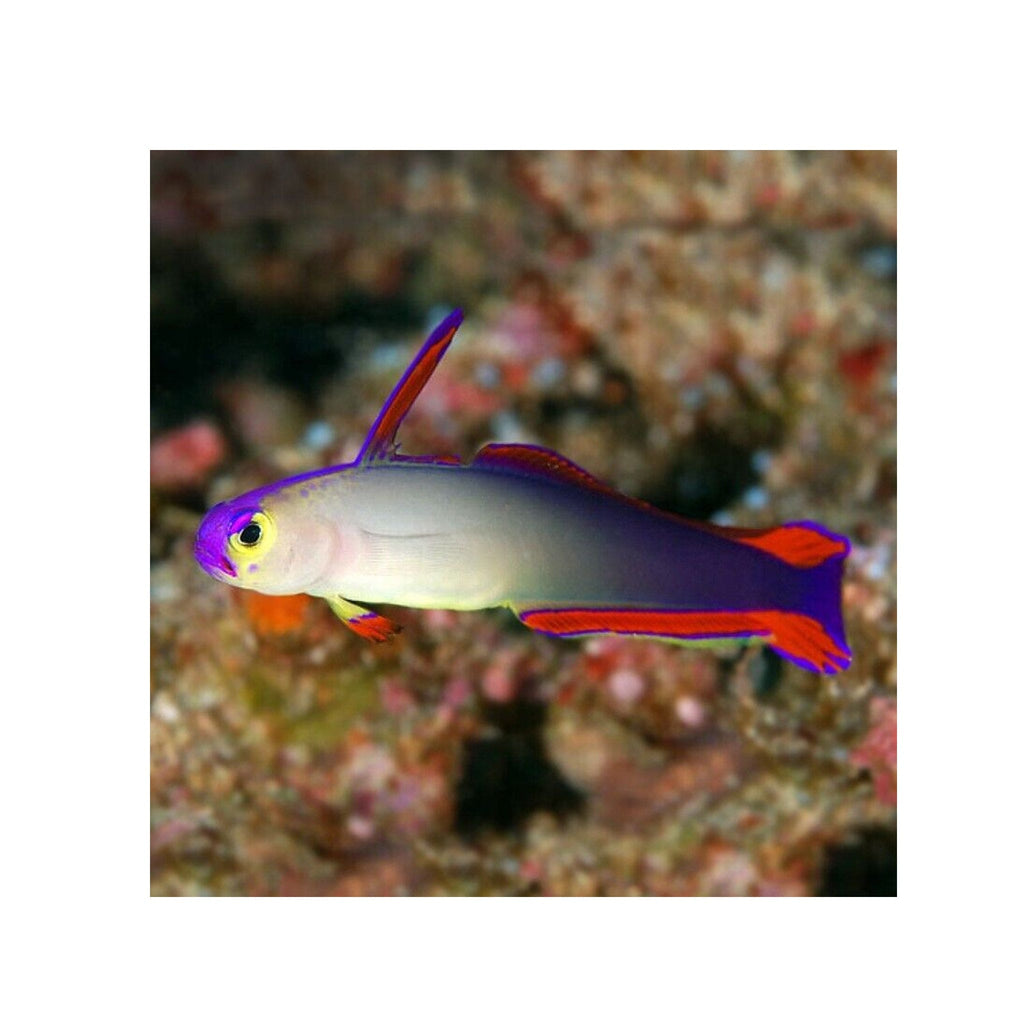 Purple Firefish - (Nemateleotris decora) – PetStore.ae
