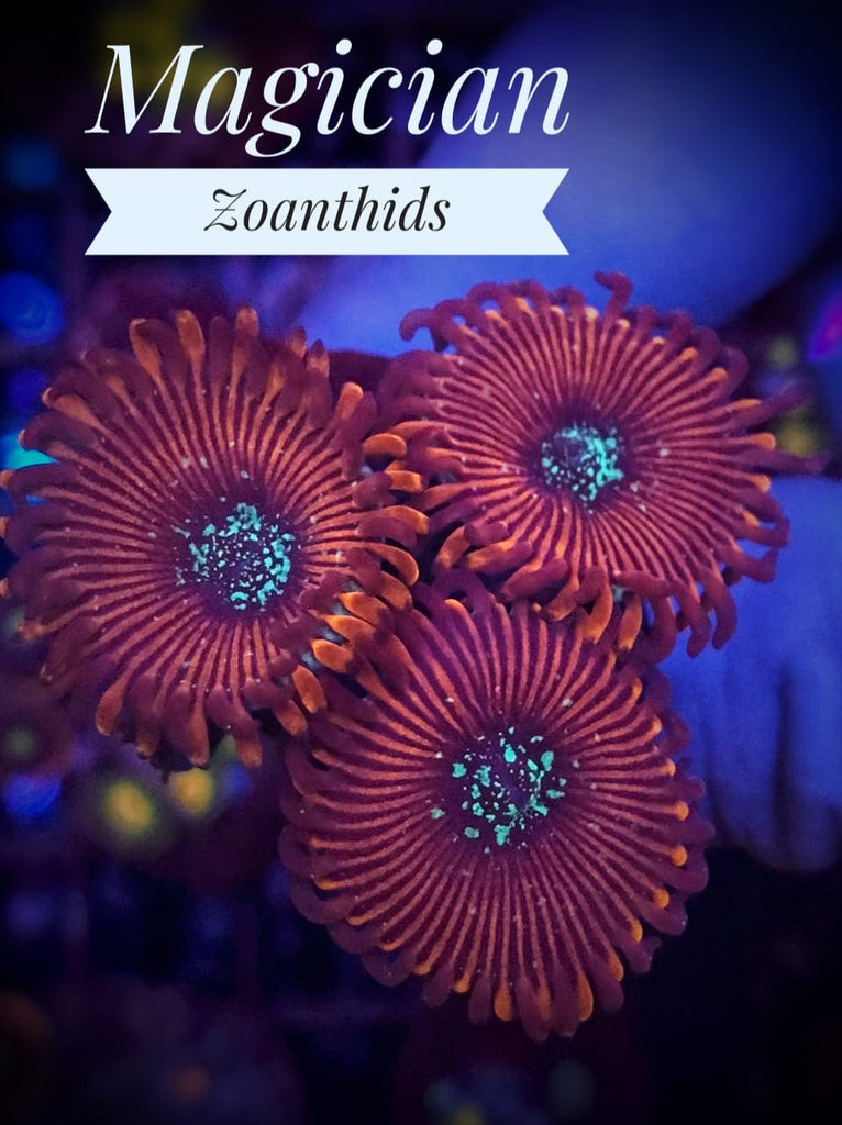 bpk-live-stock-magician-zoanthids-38606847312102_1024x1024.jpg?v=1705849954