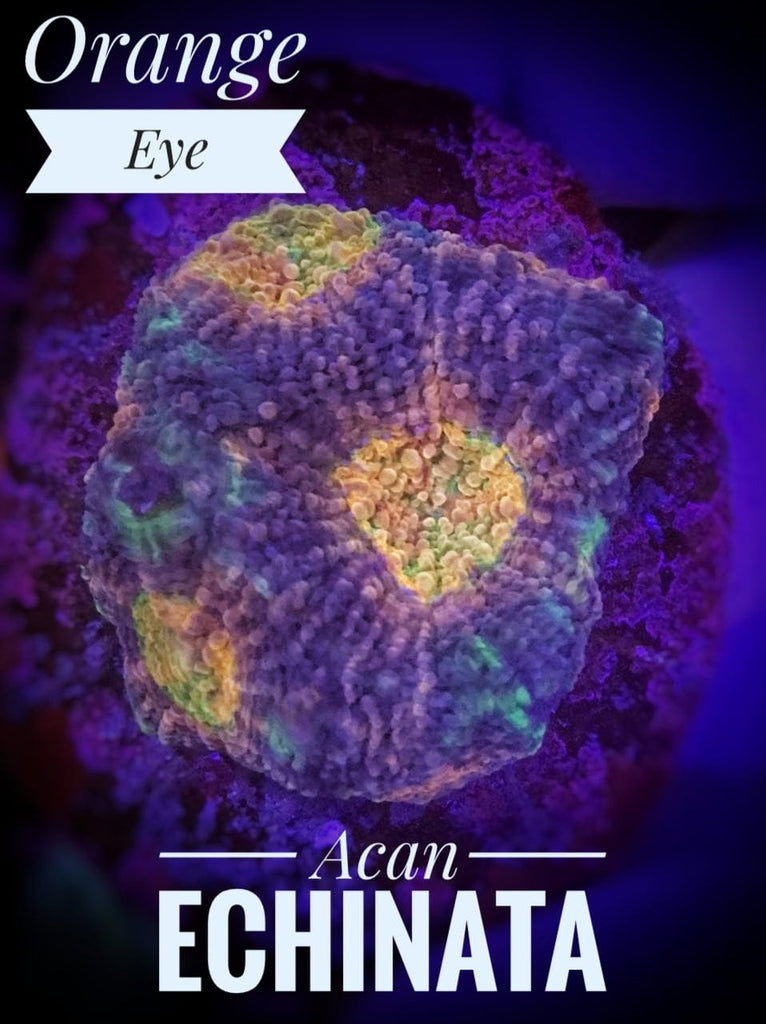 bpk-live-stock-orange-eye-acanthastrea-echinata-38594235564262 ...