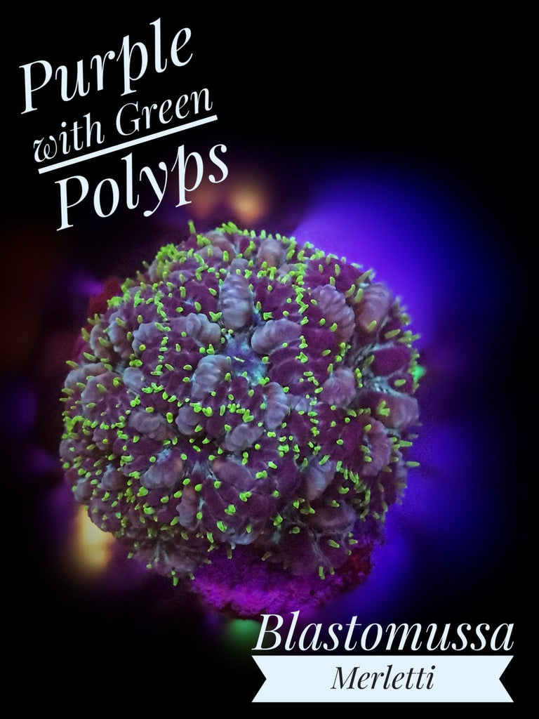 Purple with Lime Green Polyps Blastomussa Merletti – PetStore.ae