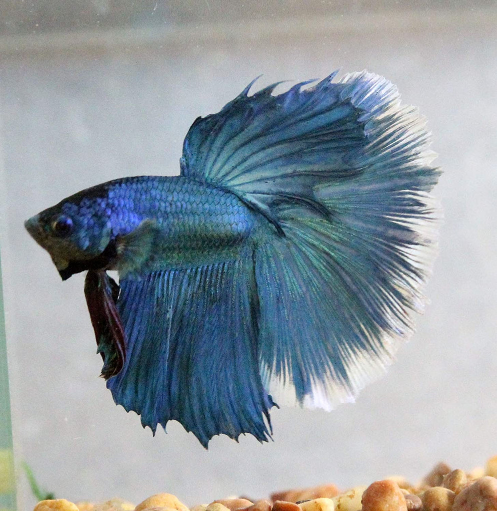 Moon Betta Fish Male Half Moon Betta Nicebettathailand.com